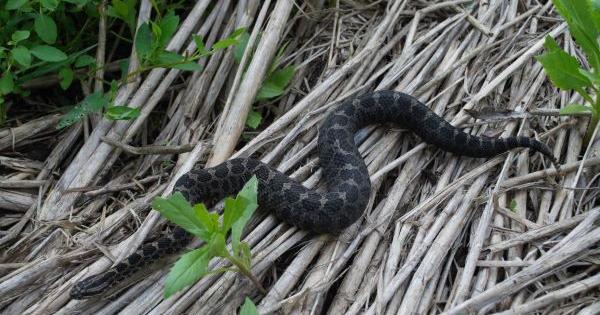 Genomic analysis in snakes shows link between neutral, functional ...