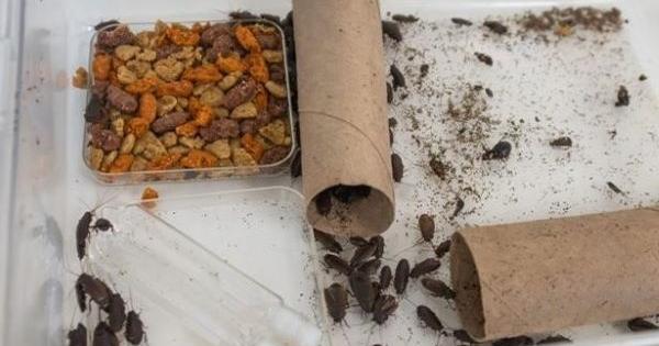 Cockroach Lab Provides Insight into How Organisms Allocate Resources ...