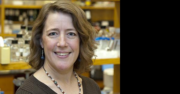 Q&A faculty spotlight: Susan Cole | College of Arts and Sciences